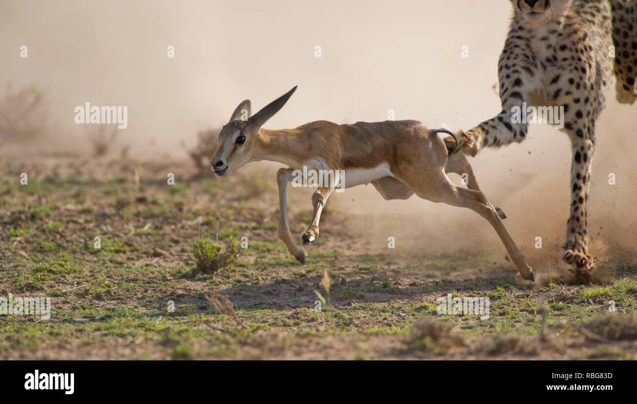 INCREDIBLE images showcase the moment a skilled photographer captured a ...