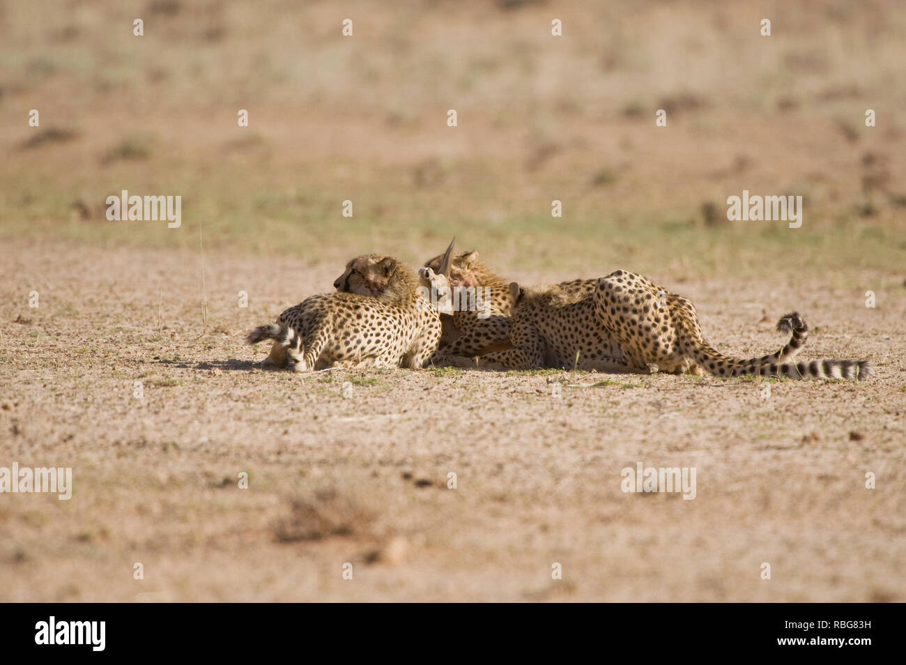 INCREDIBLE images showcase the moment a skilled photographer captured a ...