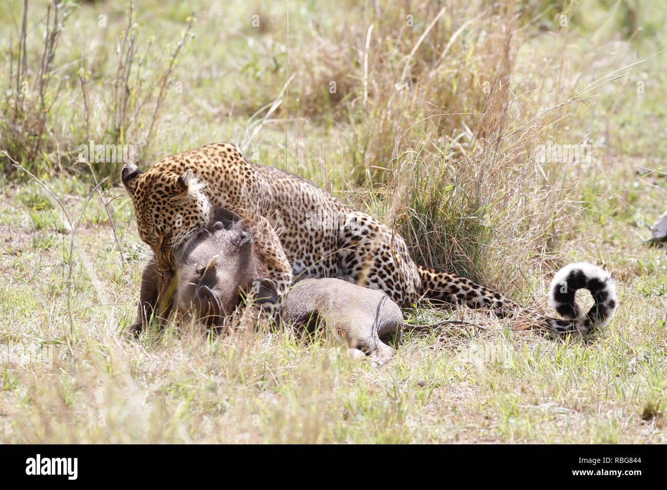 A PANICKED warthog’s desperate struggle to escape from the clutches of ...