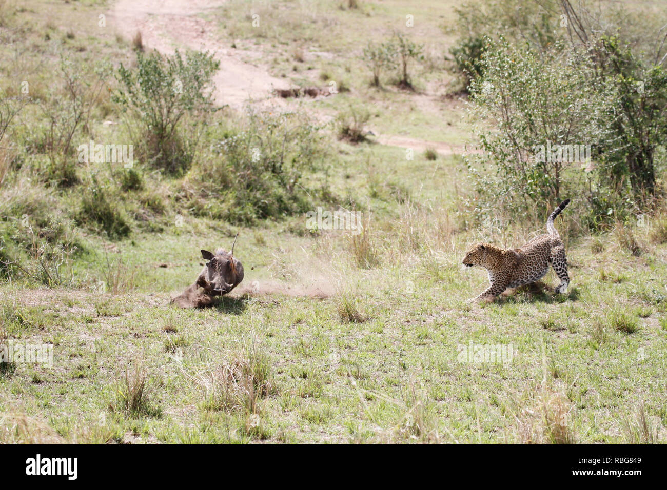 A PANICKED warthog’s desperate struggle to escape from the clutches of ...