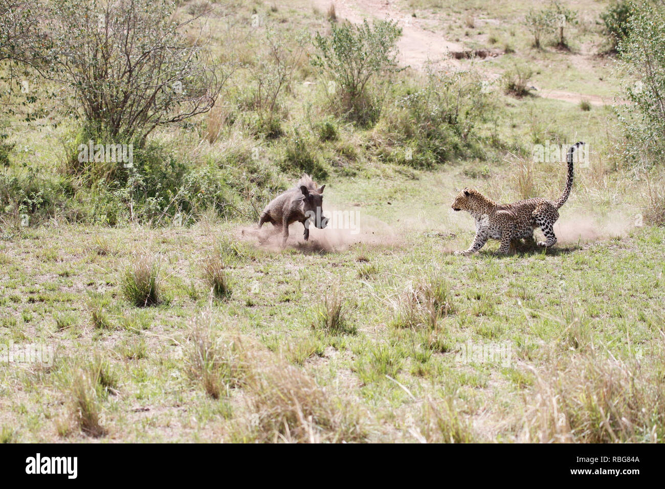 A PANICKED warthog’s desperate struggle to escape from the clutches of ...