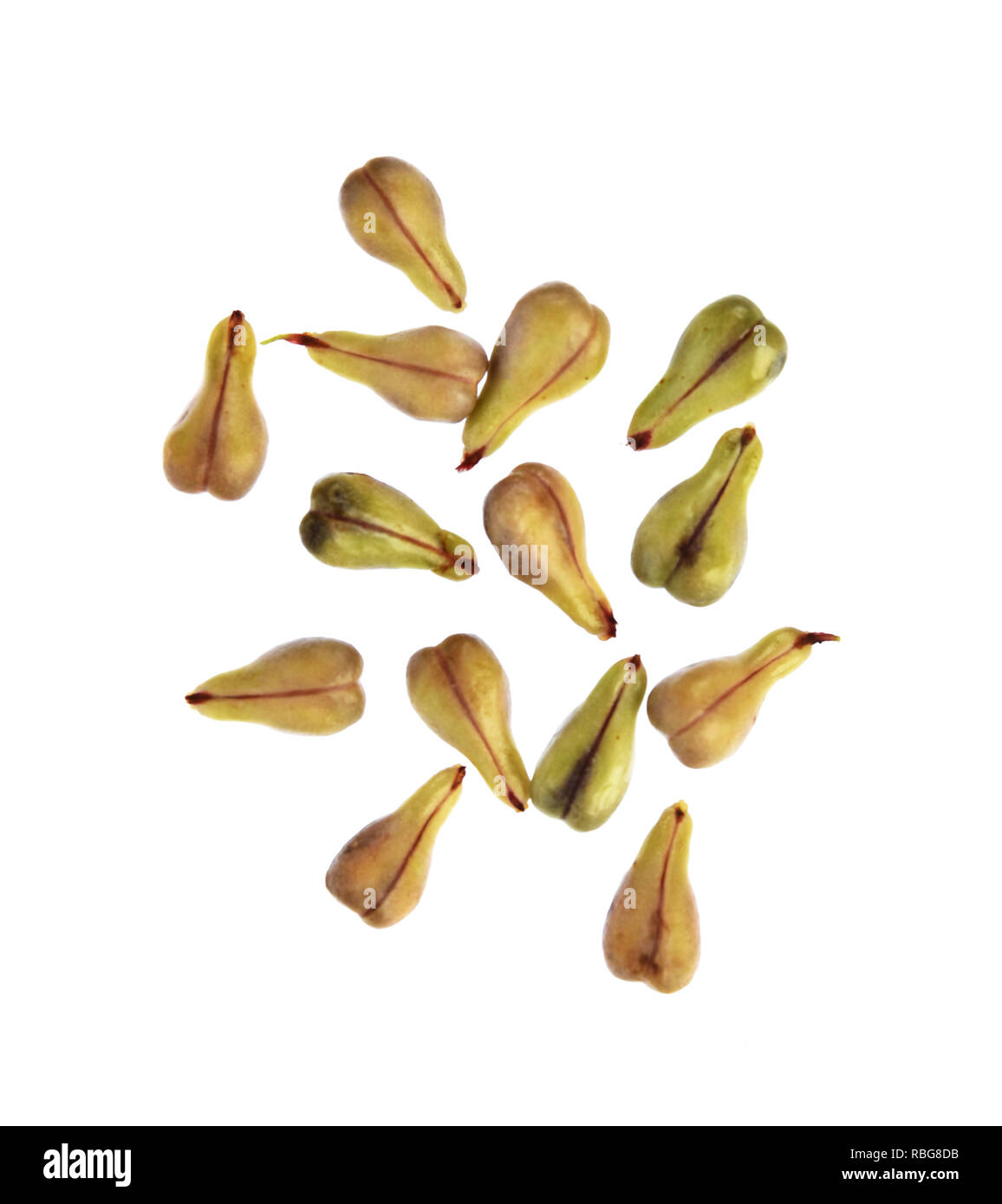 grape Seed isolated on white background Stock Photo - Alamy