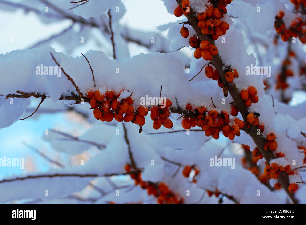 Hippophae rhamnoides sea buckthorn branch carrying seabarries covered ...