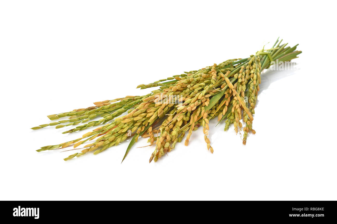 ear of rice on white background Stock Photo - Alamy
