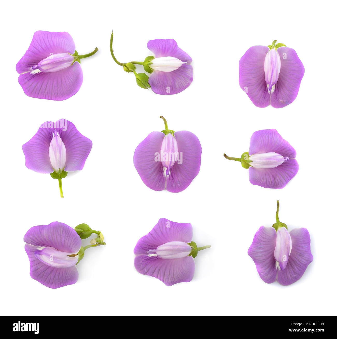 Top view of Clitoria ternatea or Aparajita flower isolated on white ...