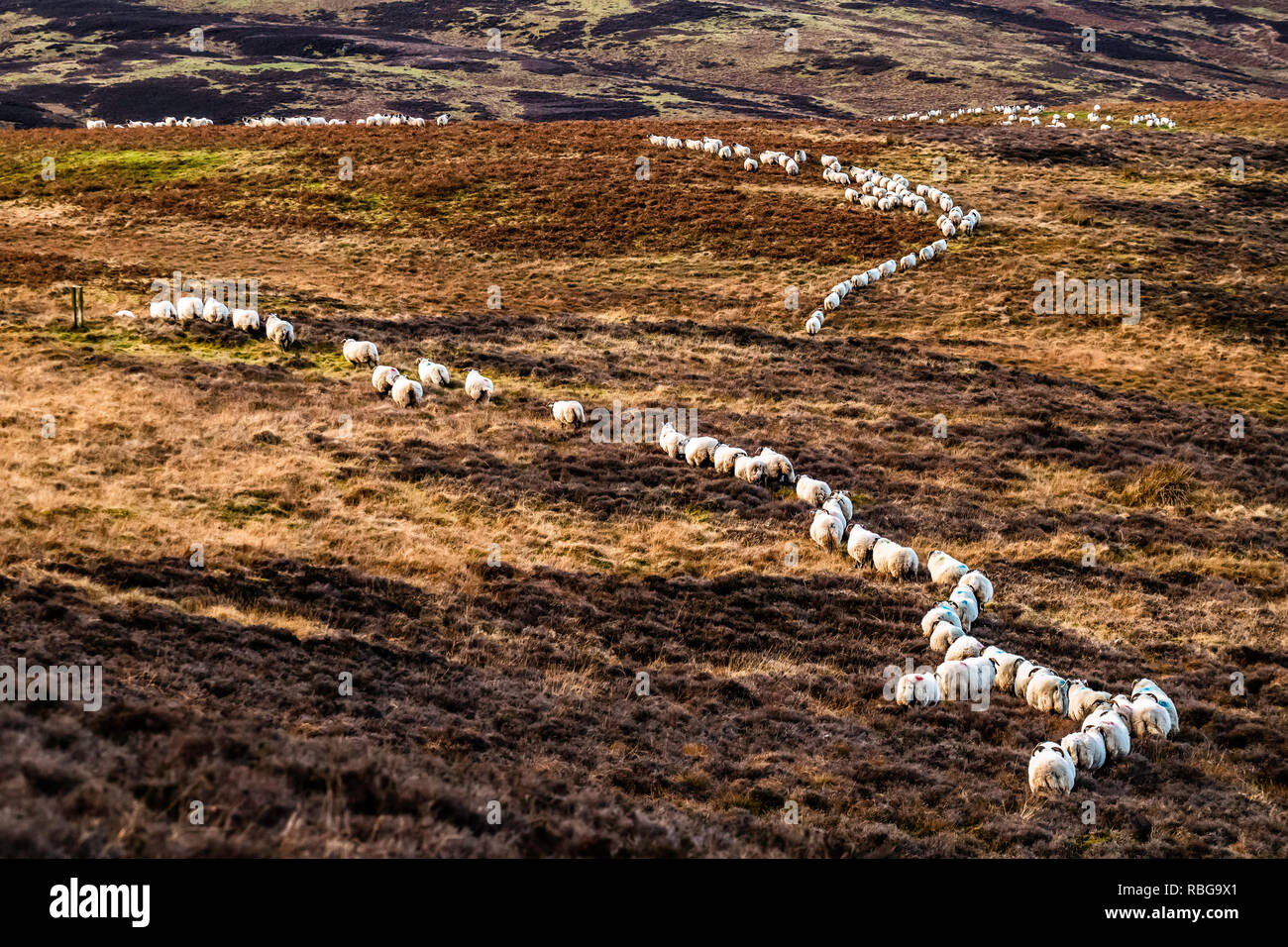 Bog Wind Farm High Resolution Stock Photography and Images - Alamy