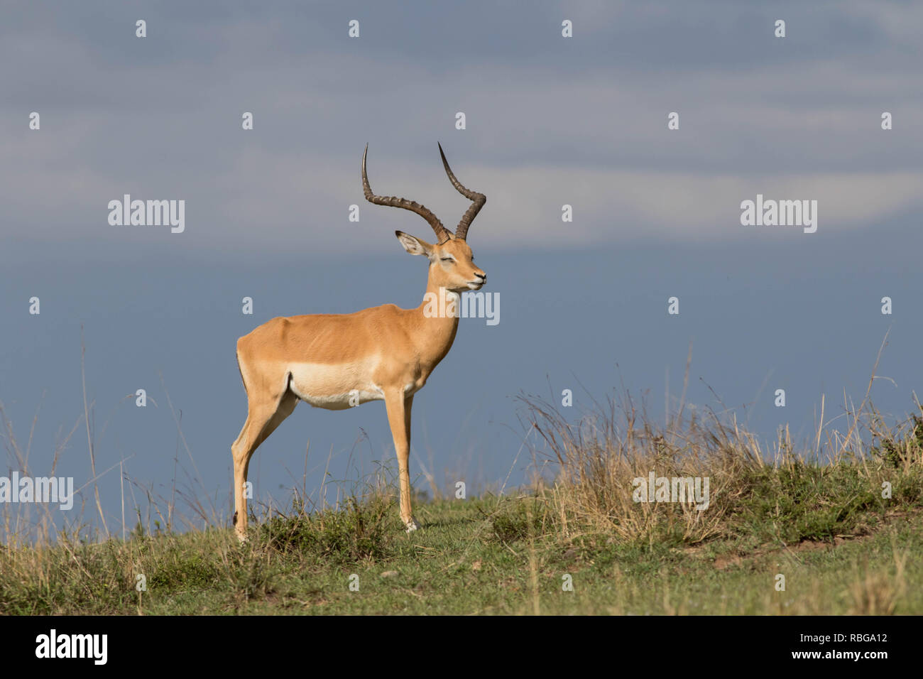 Thomson Gazelle at Masai Mara National reserve Stock Photo - Alamy
