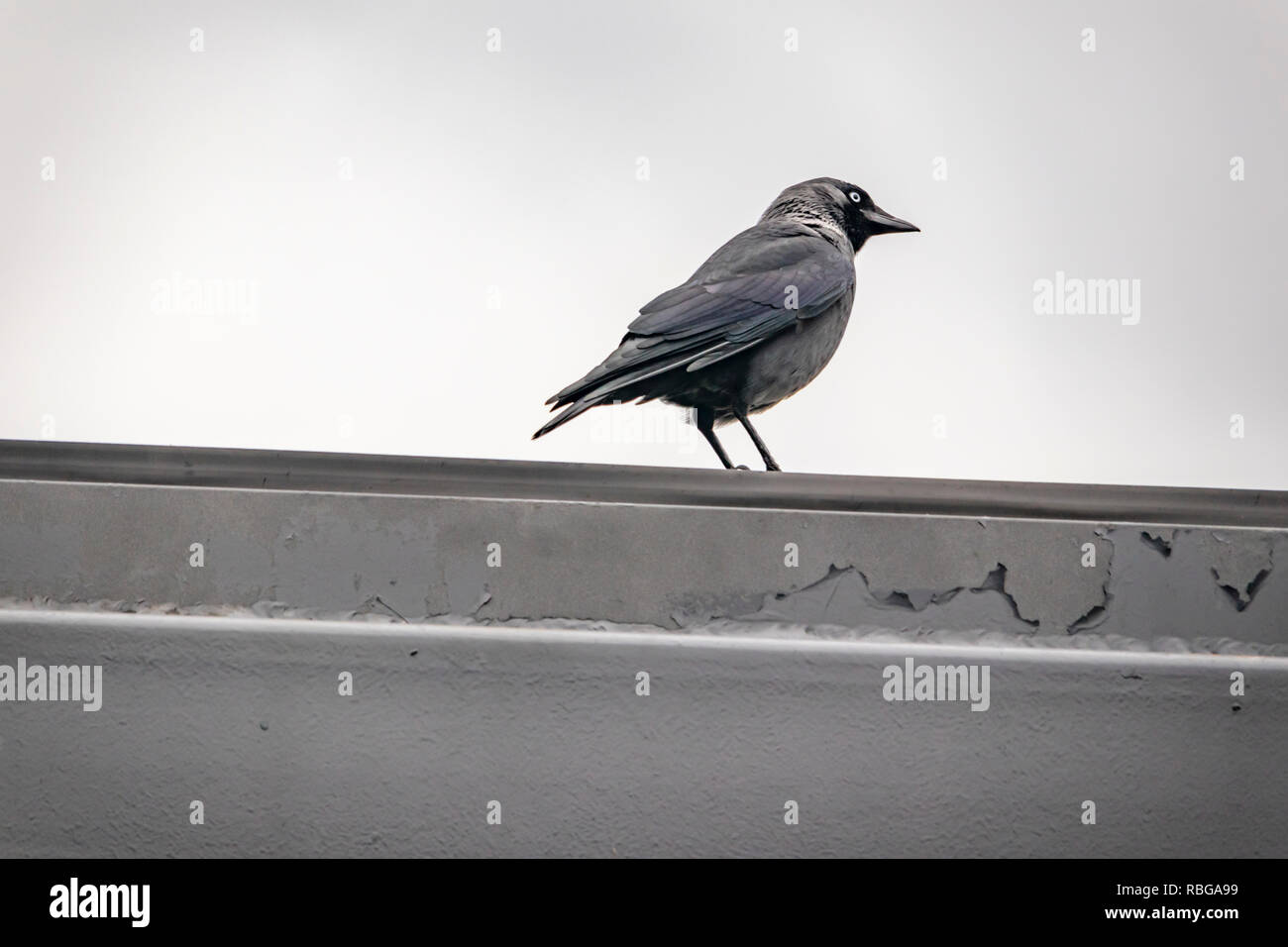 Crows on building roof hi-res stock photography and images - Alamy