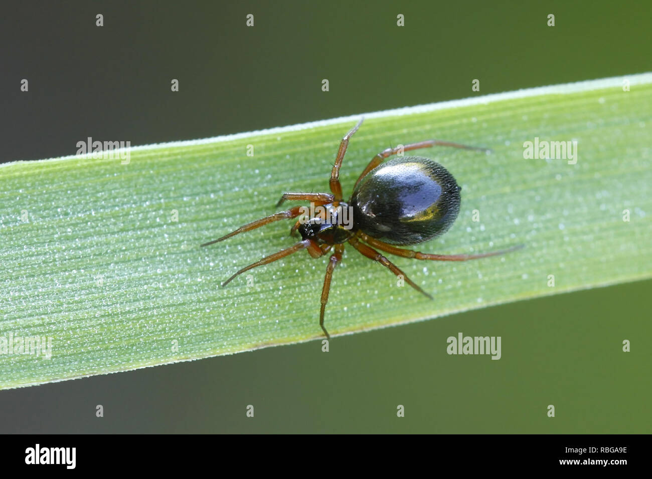 Linyphiidae, commonly called sheet weavers or money spiders Stock Photo ...