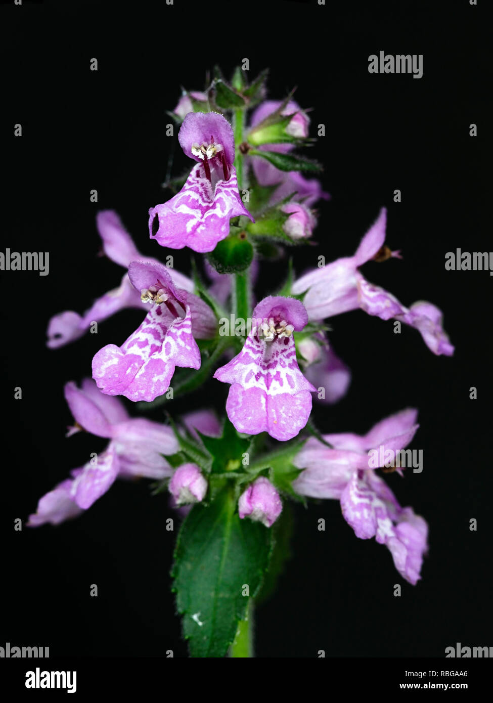 Marsh Hedge Nettle Stachys Palustris High Resolution Stock Photography ...