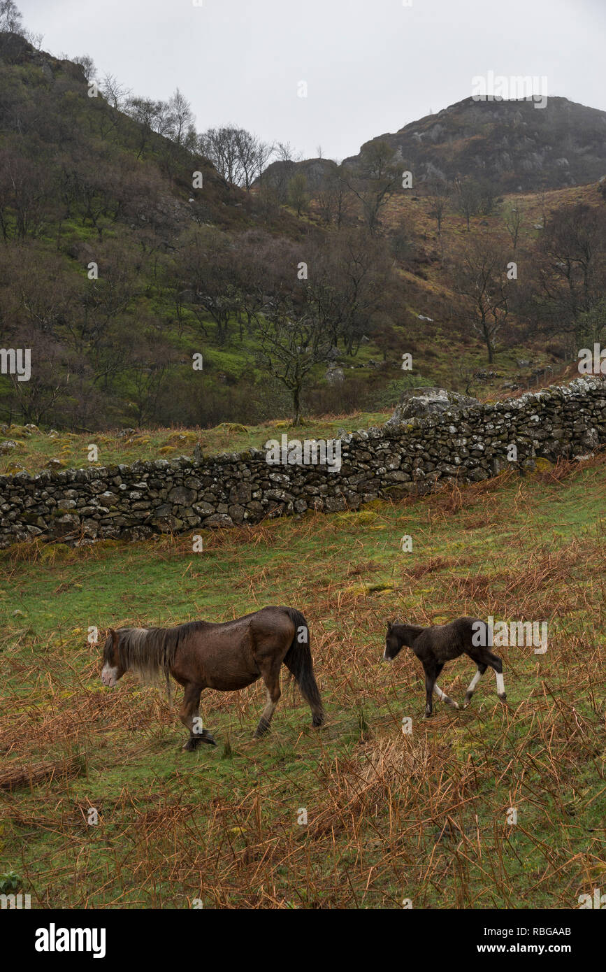 Welsh mountain ponies hi-res stock photography and images - Alamy