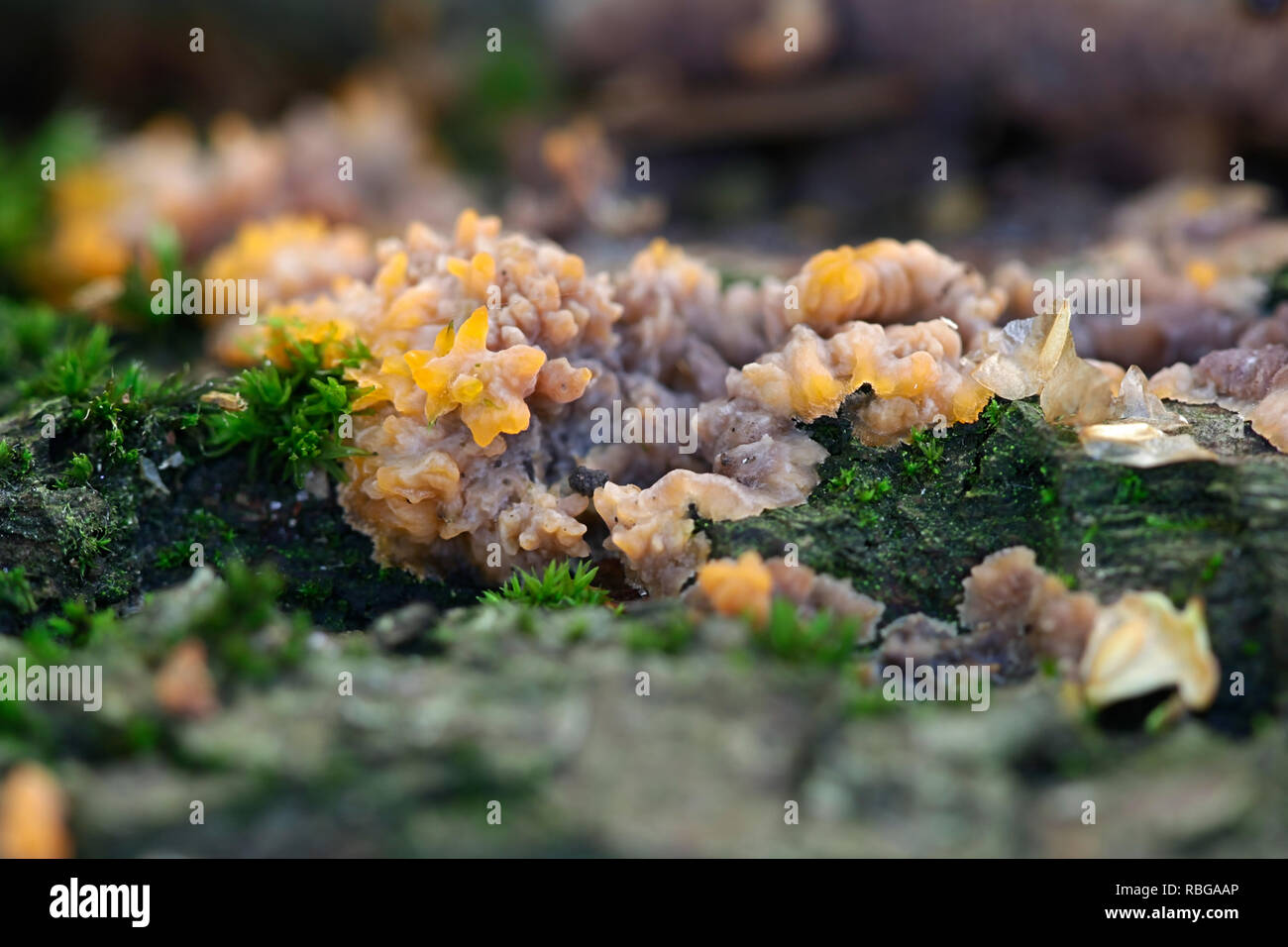 Phlebia radiata, commonly known as the wrinkled crust fungus Stock ...