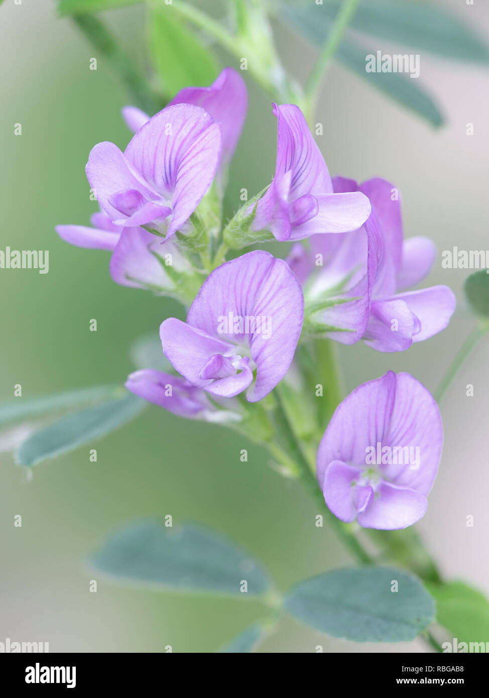 Wild alfalfa hi-res stock photography and images - Alamy