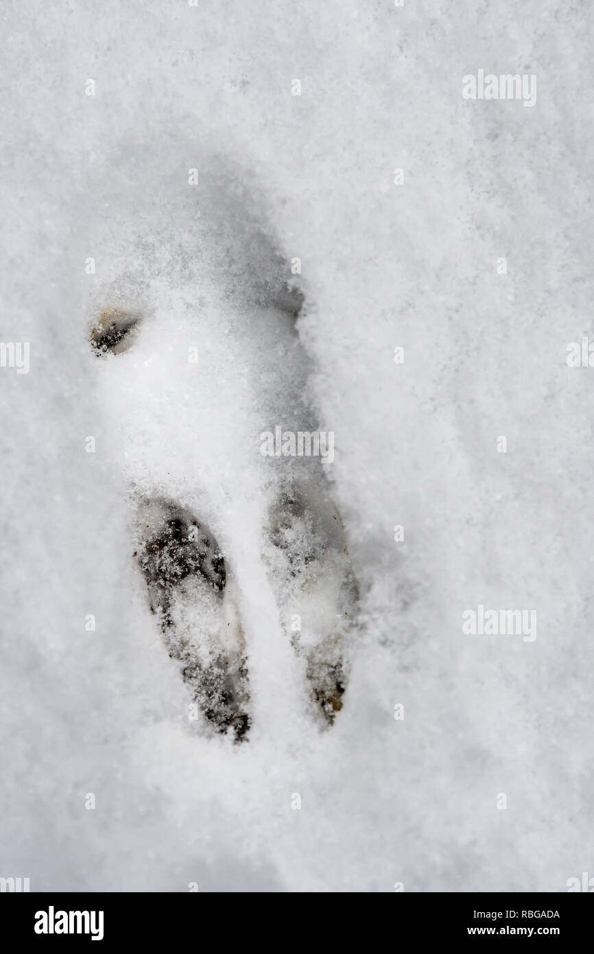 Rabbit footprint hi-res stock photography and images - Alamy