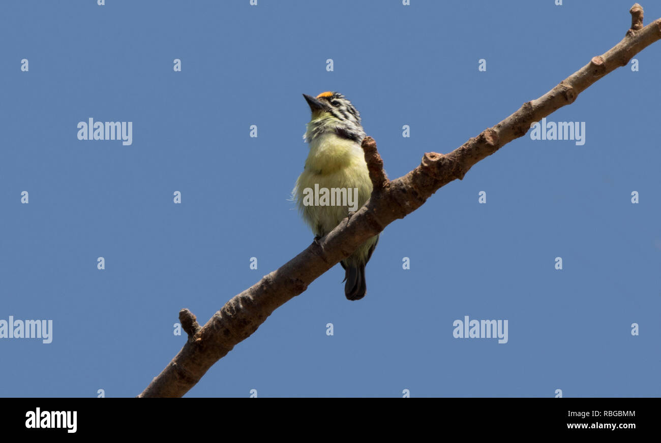 Yellow-fronted Tinkerbird (Pogoniulus chrysoconus Stock Photo - Alamy
