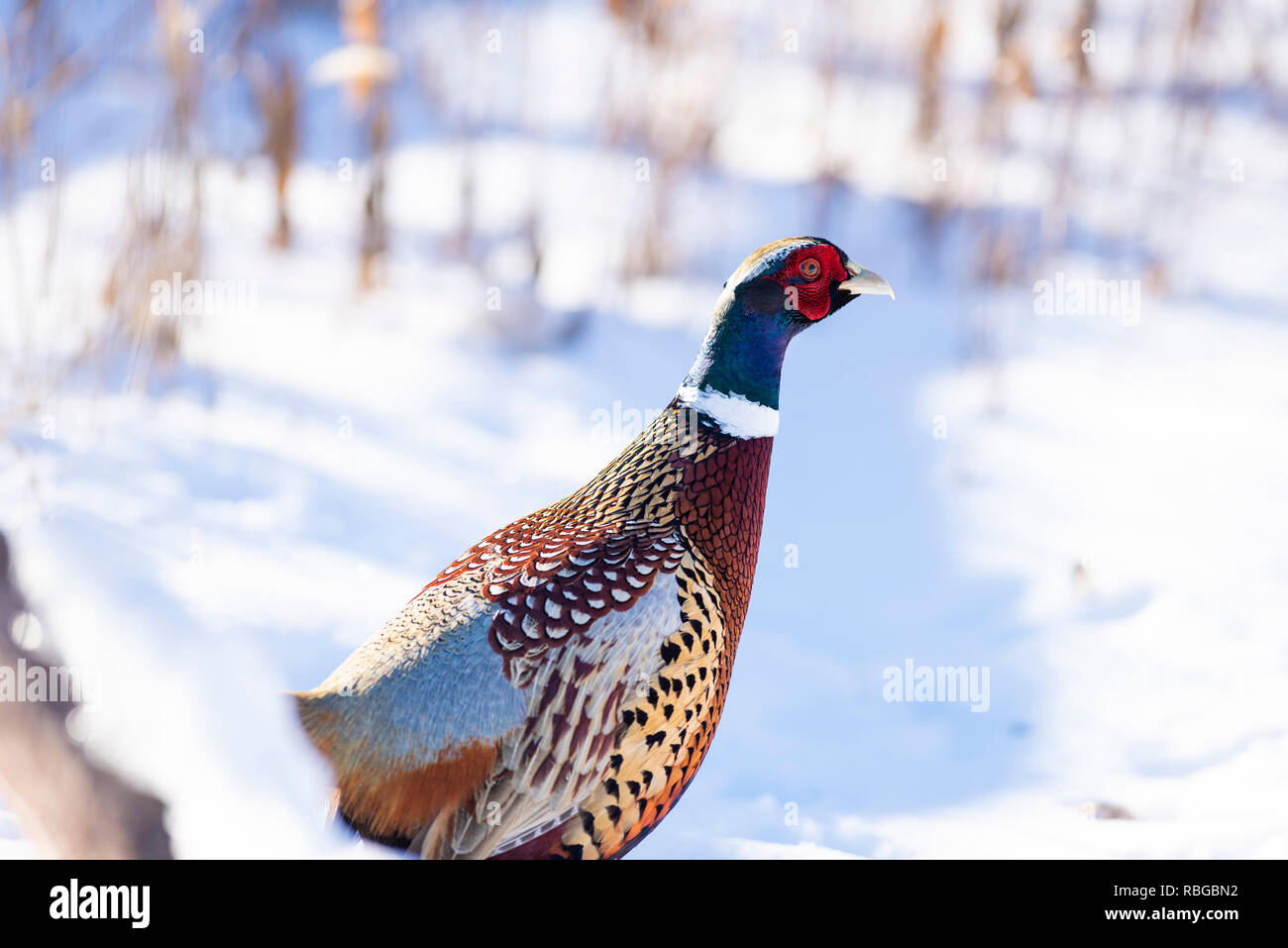 A rooster Pheasant on a cold winter day in South Dakota Stock Photo - Alamy
