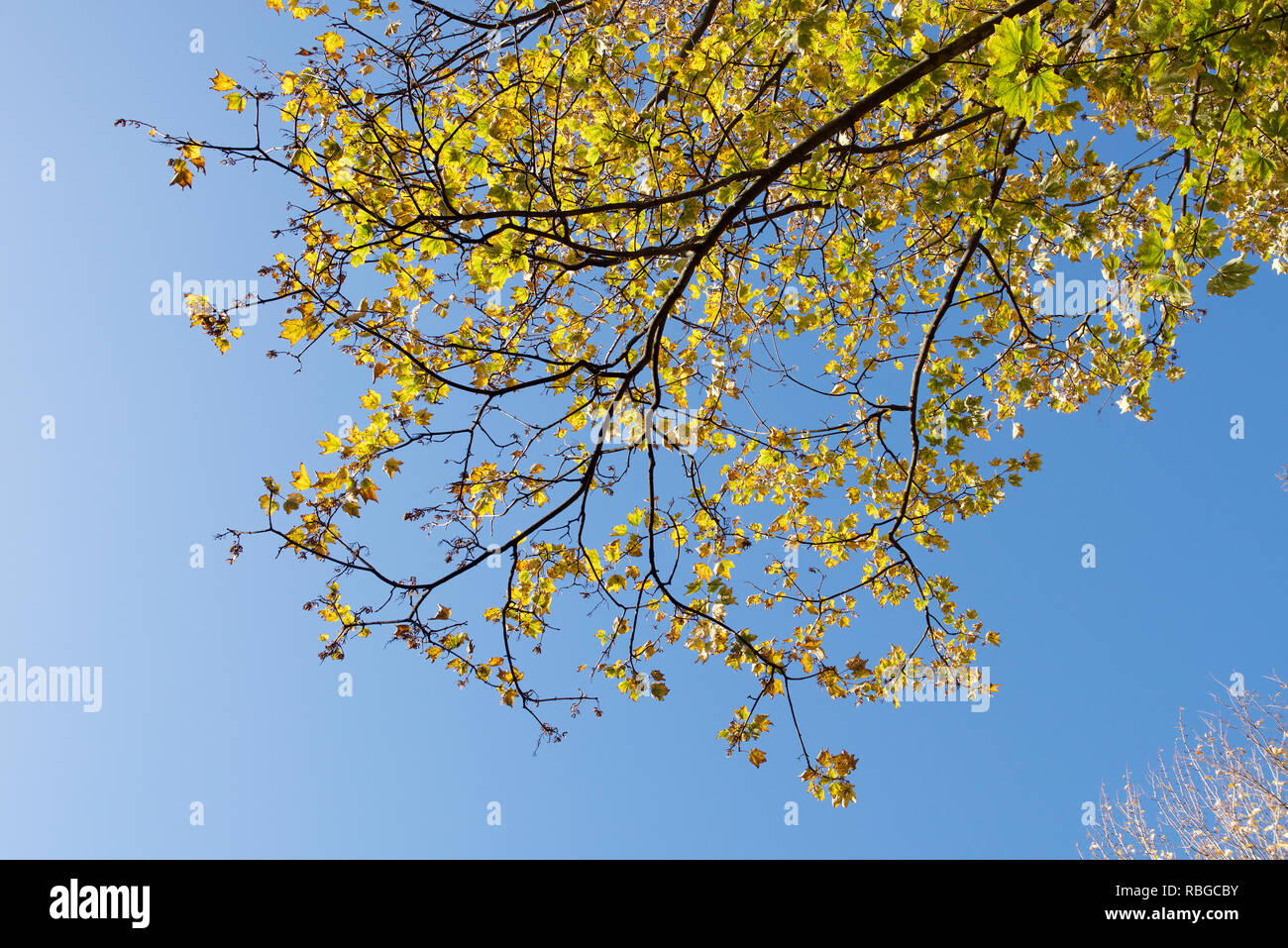 Backlit tree shapes hi-res stock photography and images - Alamy
