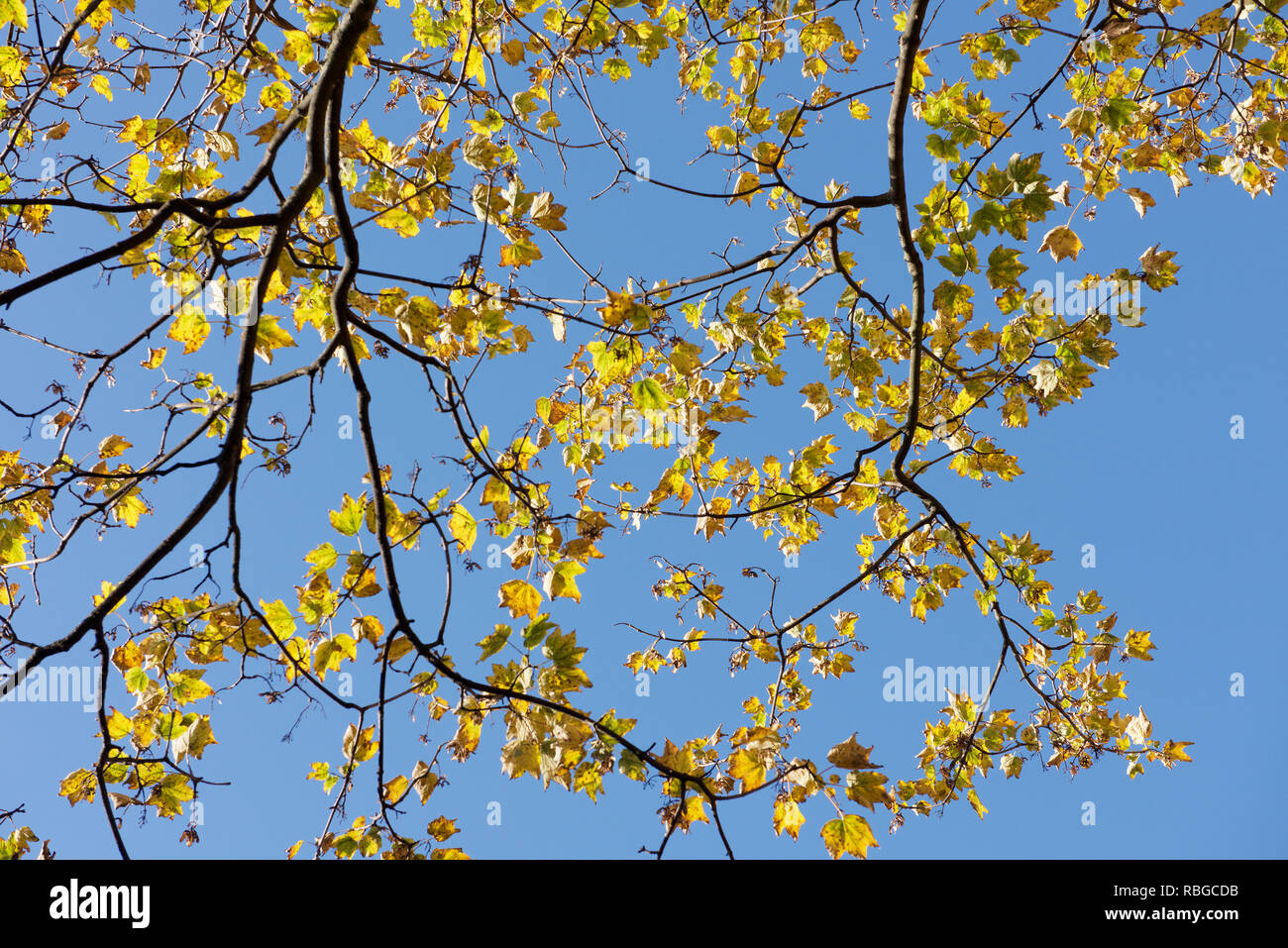 Backlit tree shapes hi-res stock photography and images - Alamy