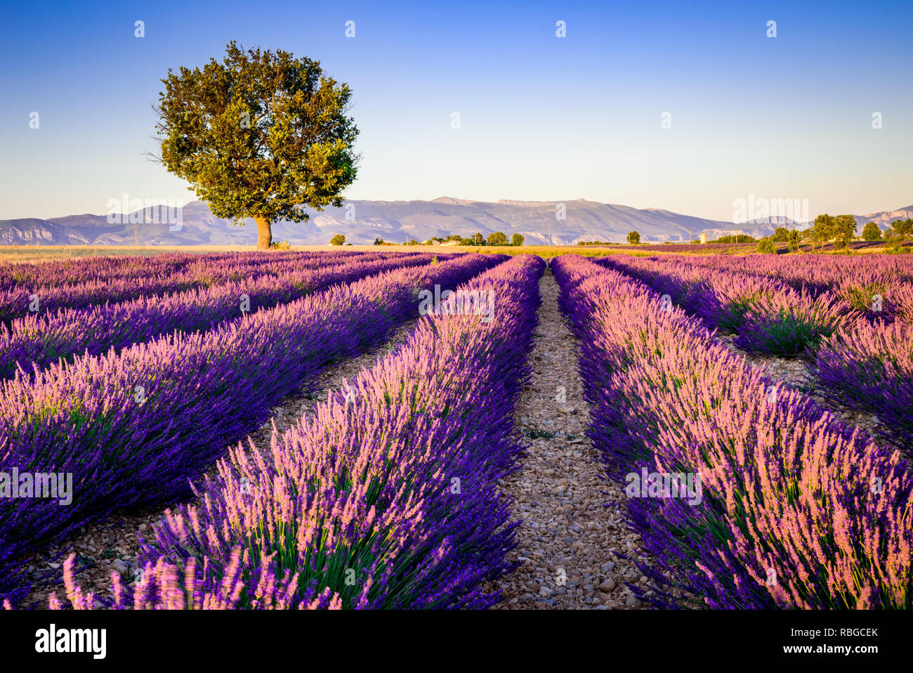 Provence, Francce. Lavender field summer sunset landscape near Valensole Stock Photo - Alamy