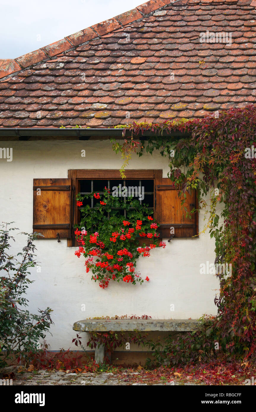 An idyllic place in front of an old house with geranium, wild wine and ...