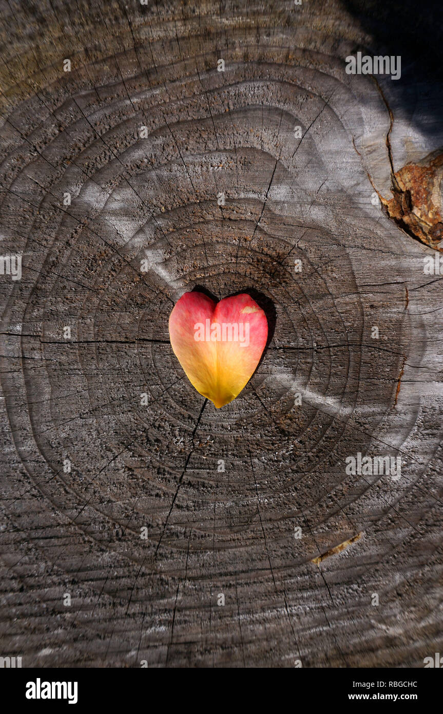 heart shaped rose petal on a tree trunk Stock Photo - Alamy