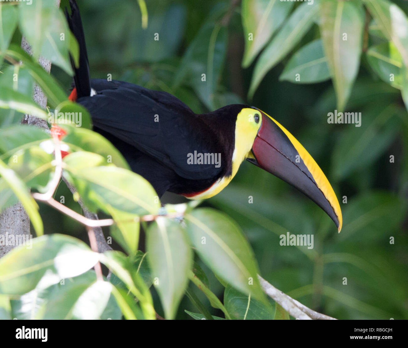 Chestnut-mandibled Toucan (Ramphastos swainsonii Stock Photo - Alamy
