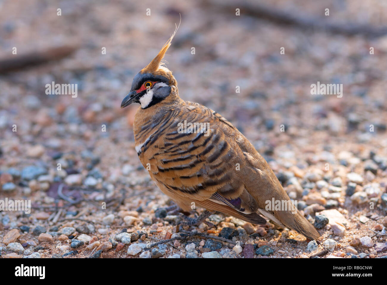 Wild Australian spinifex pigeon or Geophaps plumifera taken in ...