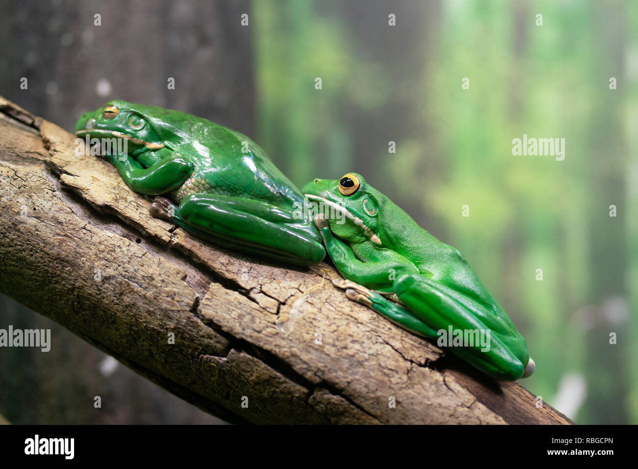 Two White-lipped Tree Frog or Giant Tree Frog or Litoria infrafrenata ... Two White-lipped Tree Frog or Giant Tree Frog or Litoria infrafrenata ...
