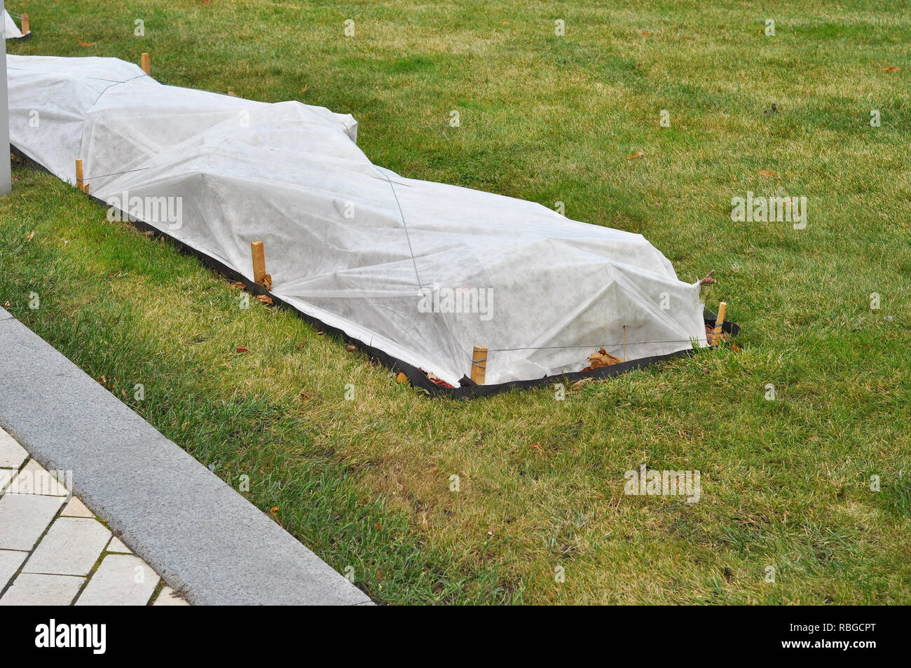 Protection against extreme cold and insulating roses. Protect them from ...