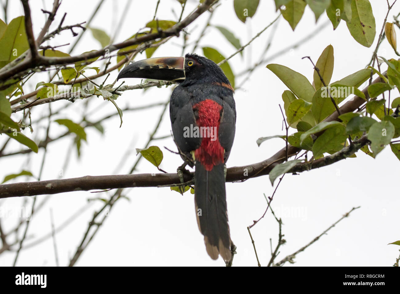 Collared Aracari (Pteroglossus torquatus Stock Photo - Alamy