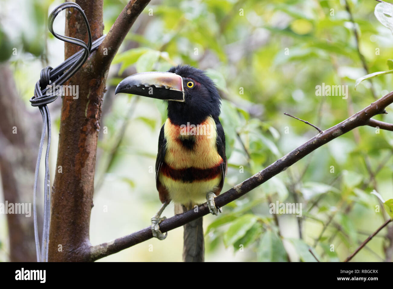 Collared Aracari (Pteroglossus torquatus Stock Photo - Alamy