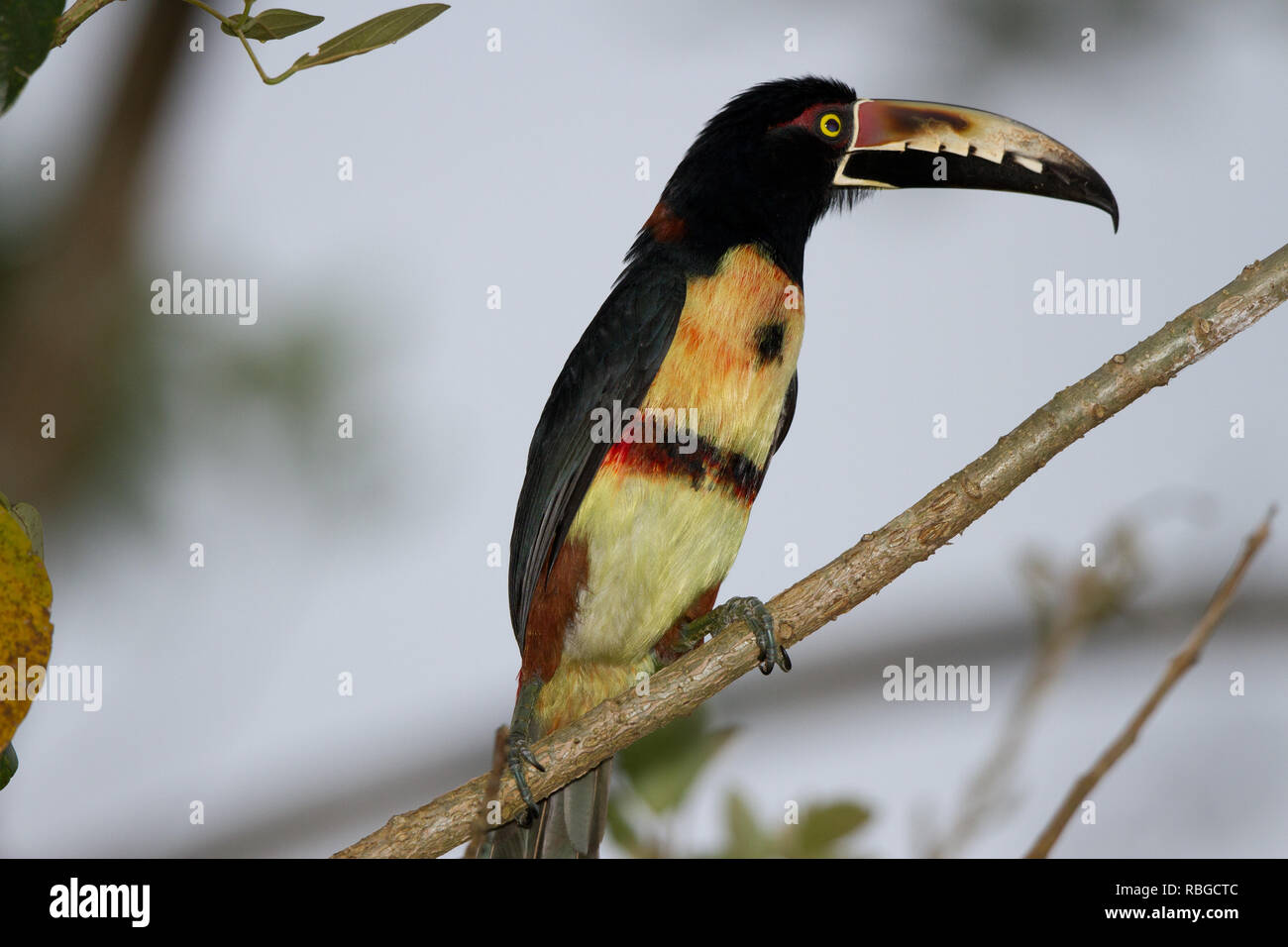 Collared Aracari (Pteroglossus torquatus Stock Photo - Alamy