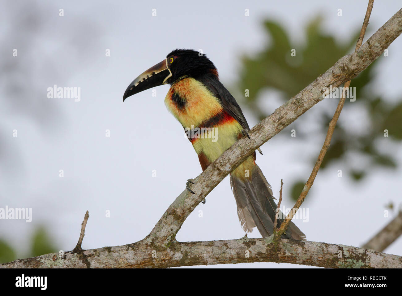 Collared Aracari (Pteroglossus torquatus Stock Photo - Alamy
