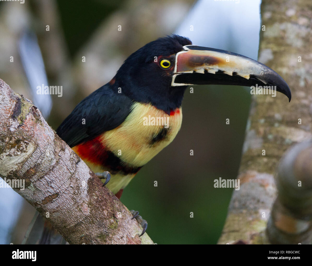 Collared Aracari (Pteroglossus torquatus Stock Photo - Alamy