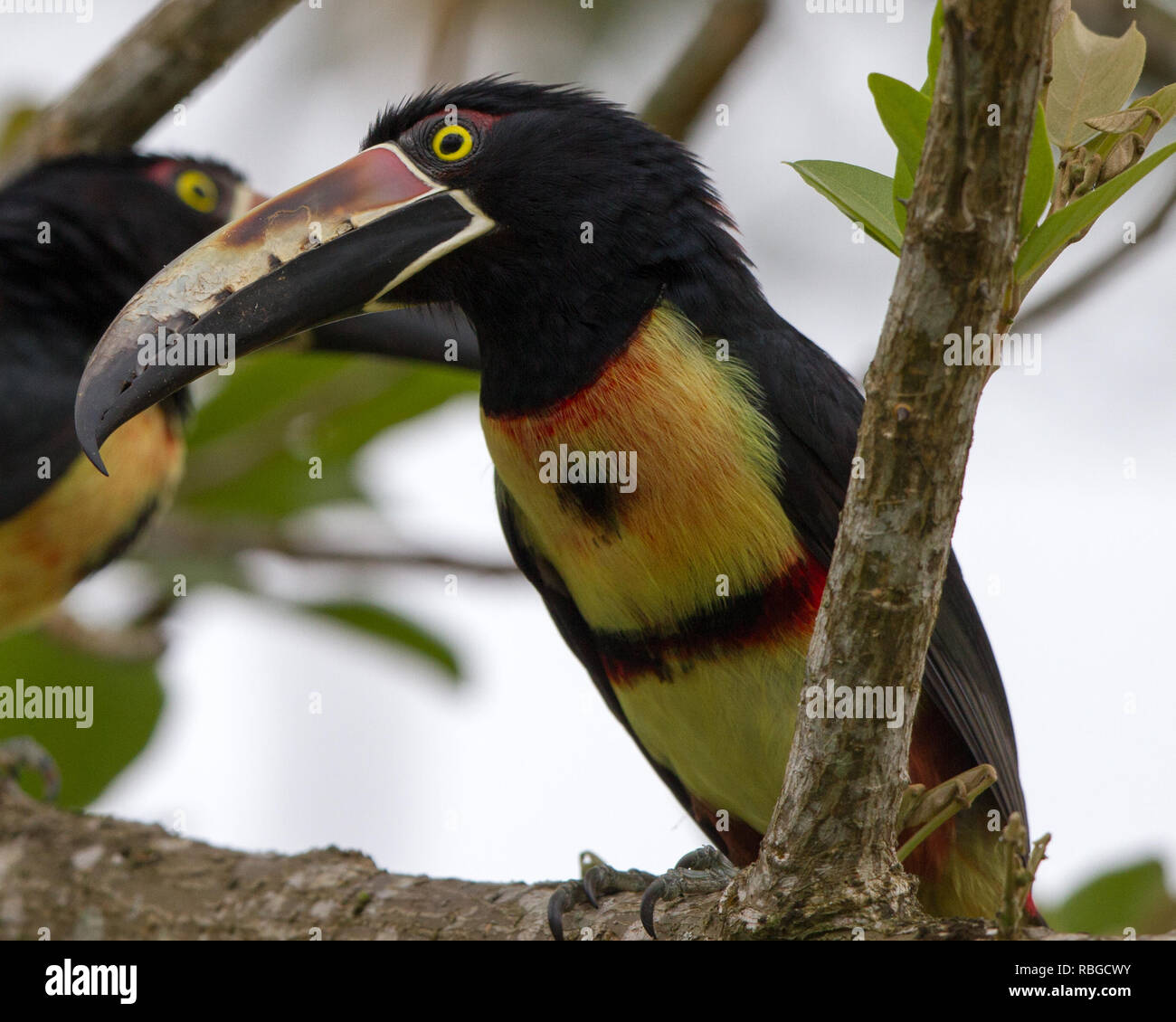 Collared Aracari (Pteroglossus torquatus Stock Photo - Alamy