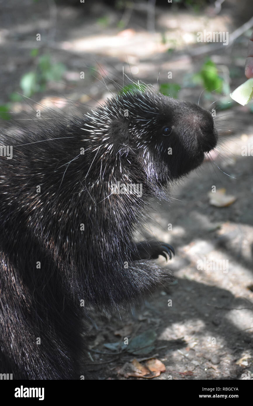 North american porcupine eating hi-res stock photography and images - Alamy