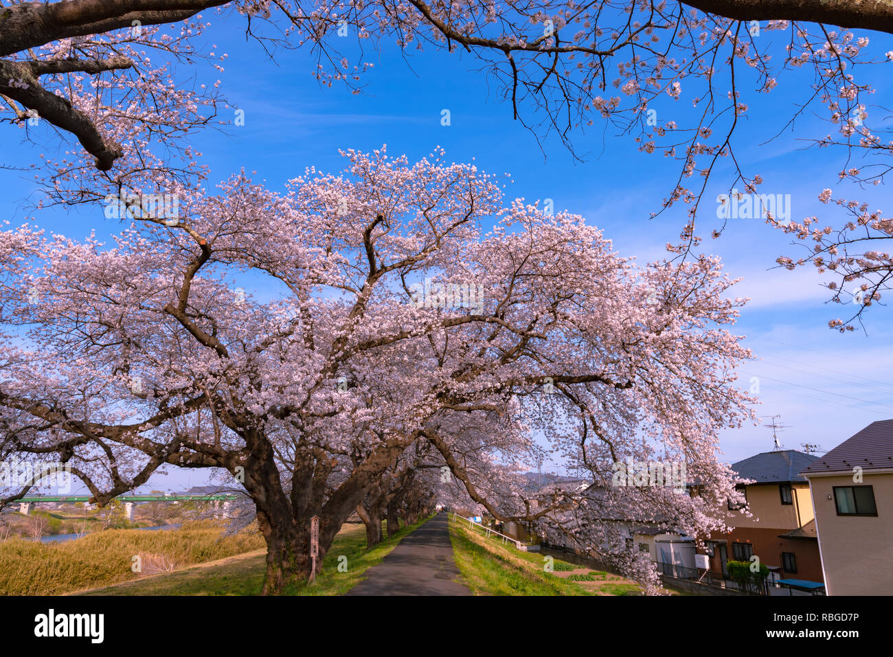 The largest yoshino cherry tree in Japan at Shiroishi river banks in ...