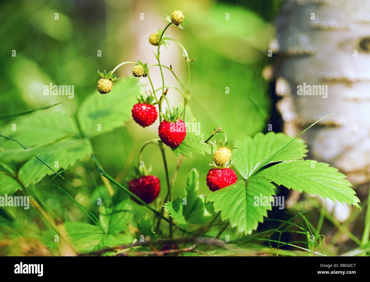 The strawberry bushes in the forest under the birch.. Russia Leningrad ...
