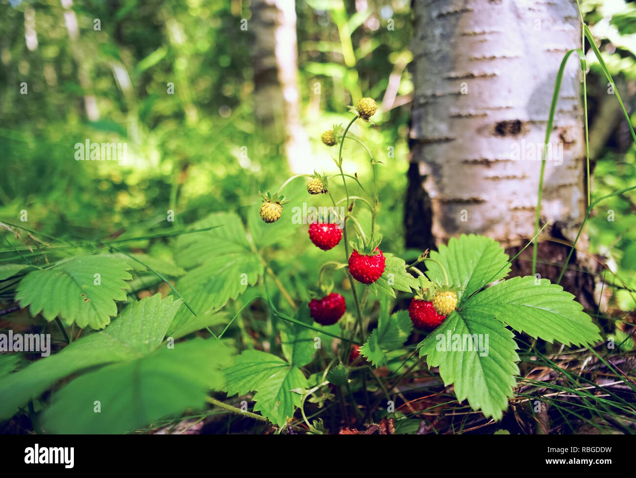 The strawberry bushes in the forest under the birch.. Russia Leningrad ...