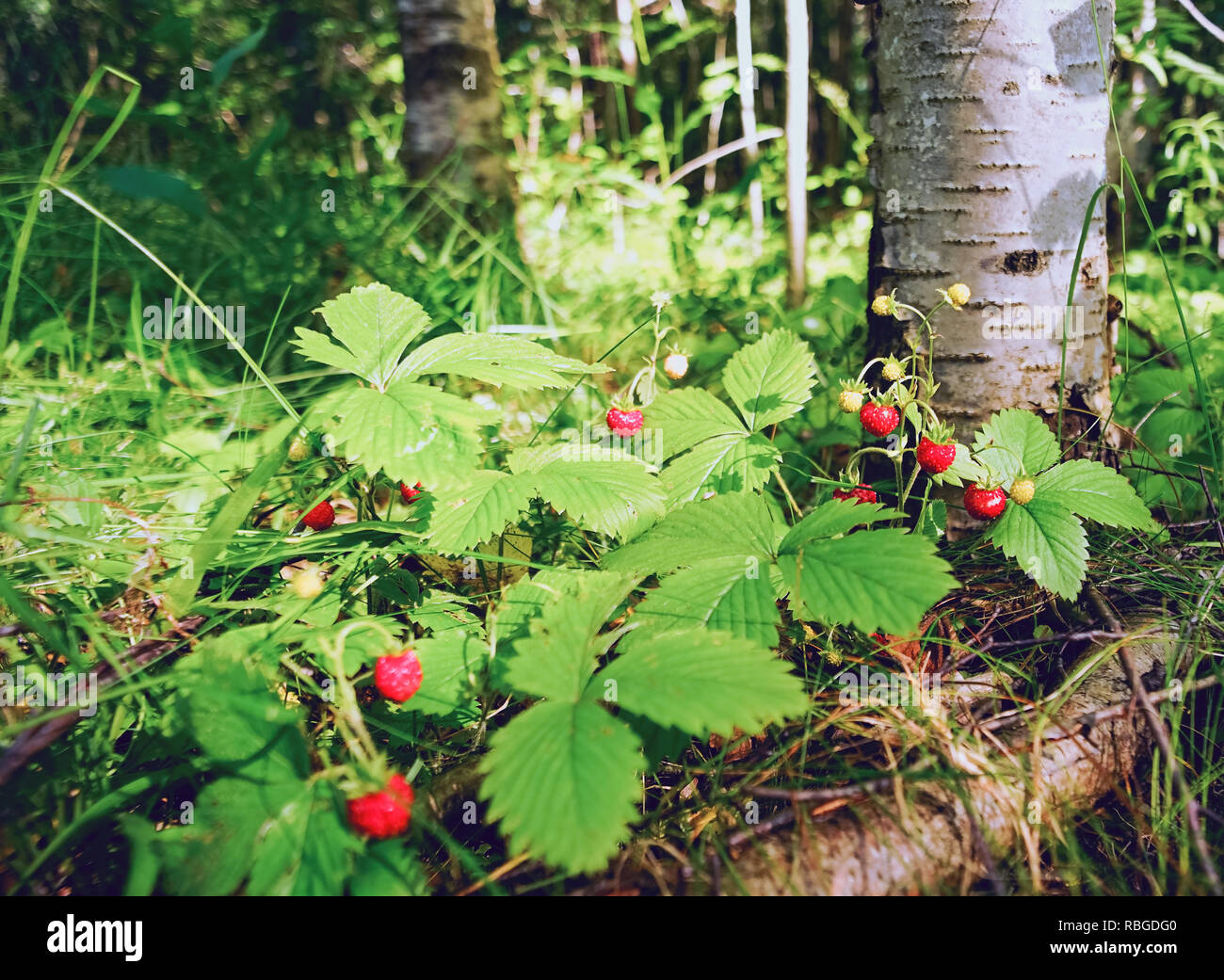 Strawberry glade. Russia, Leningrad region Stock Photo - Alamy