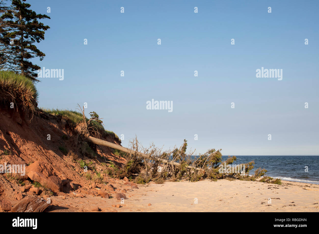Tree fell over due to erosion hi-res stock photography and images - Alamy