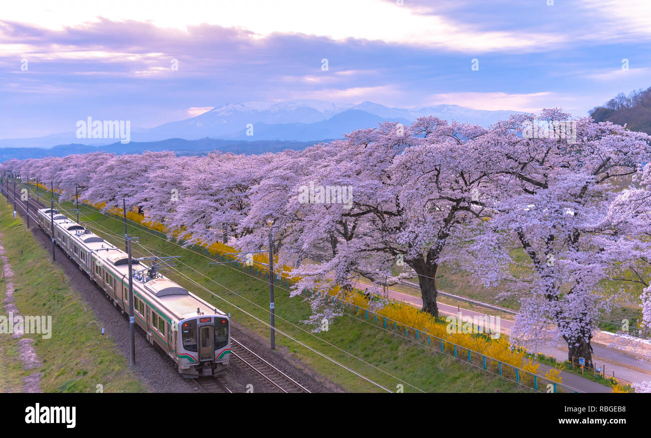 JR Tohoku railroad track with row of full bloom cherry tree along the ...