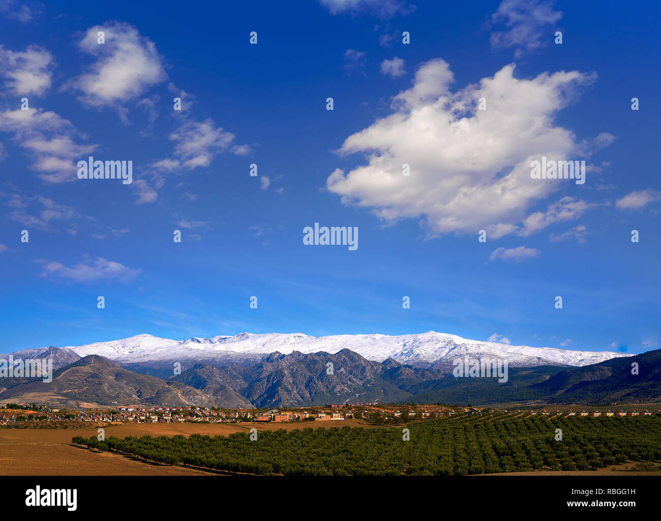 Sierra Nevada mountains in Granada with snow on tip and olive tree ...