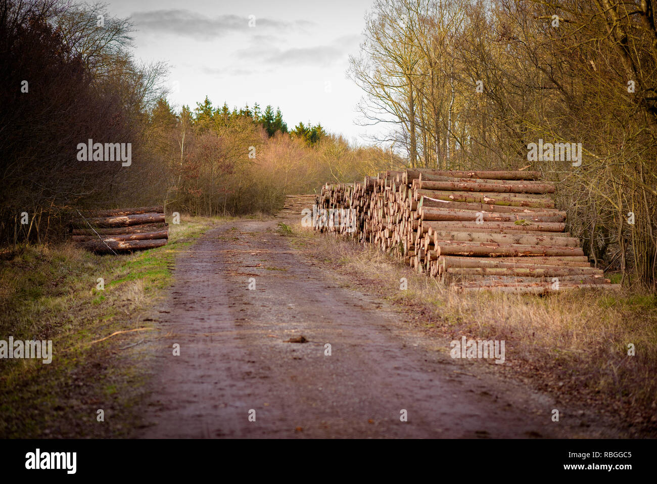 Cut and stacked logs. Logging industry. Natural Woodland Environment ...
