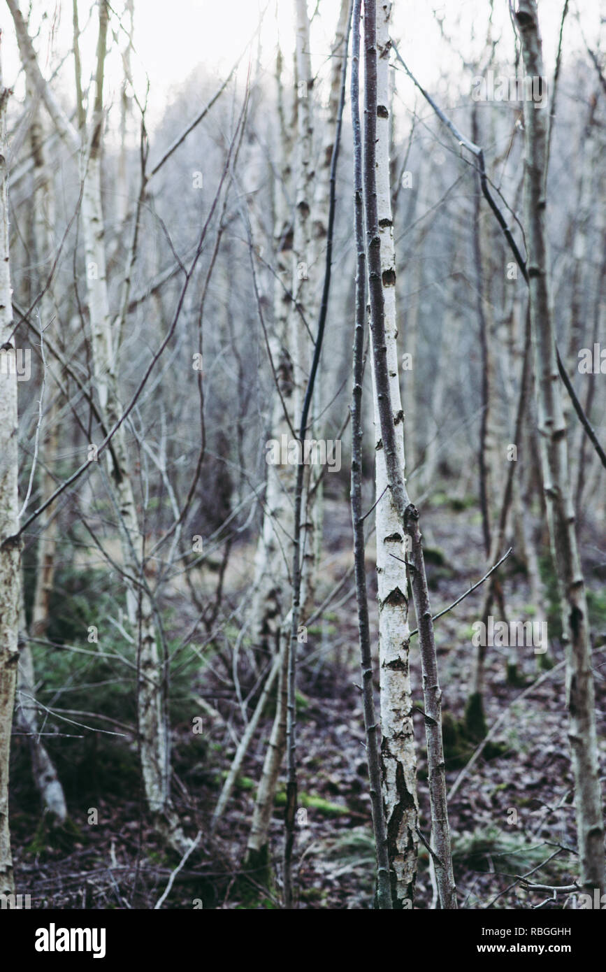 Silver Birch Trees / Natural Woodland Environment; Established forest ...