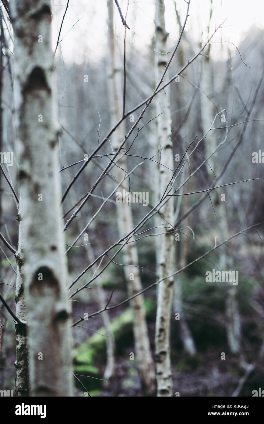 Silver Birch Trees / Natural Woodland Environment; Established forest ...