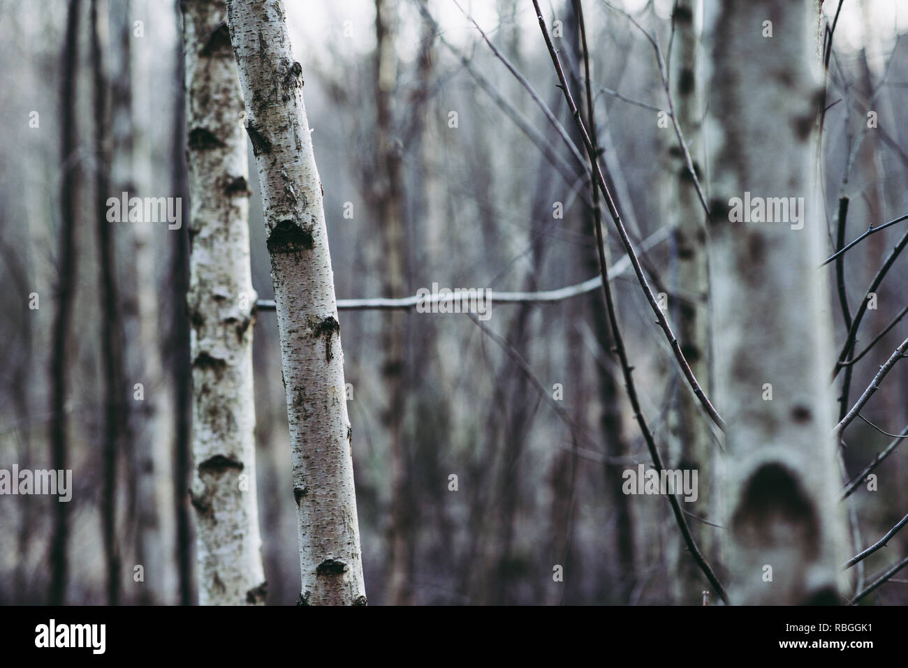 Silver Birch Trees / Natural Woodland Environment; Established forest ...