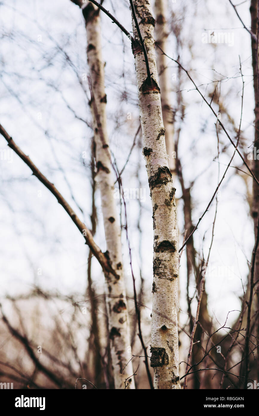 Silver Birch Trees / Natural Woodland Environment; Established forest ...
