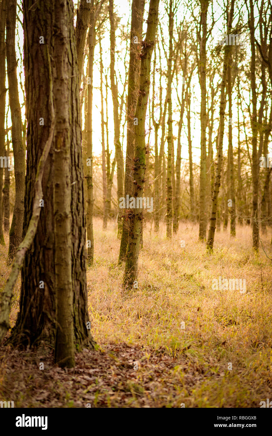 Natural Woodland Environment; Sunlit established forest scenery Stock ...