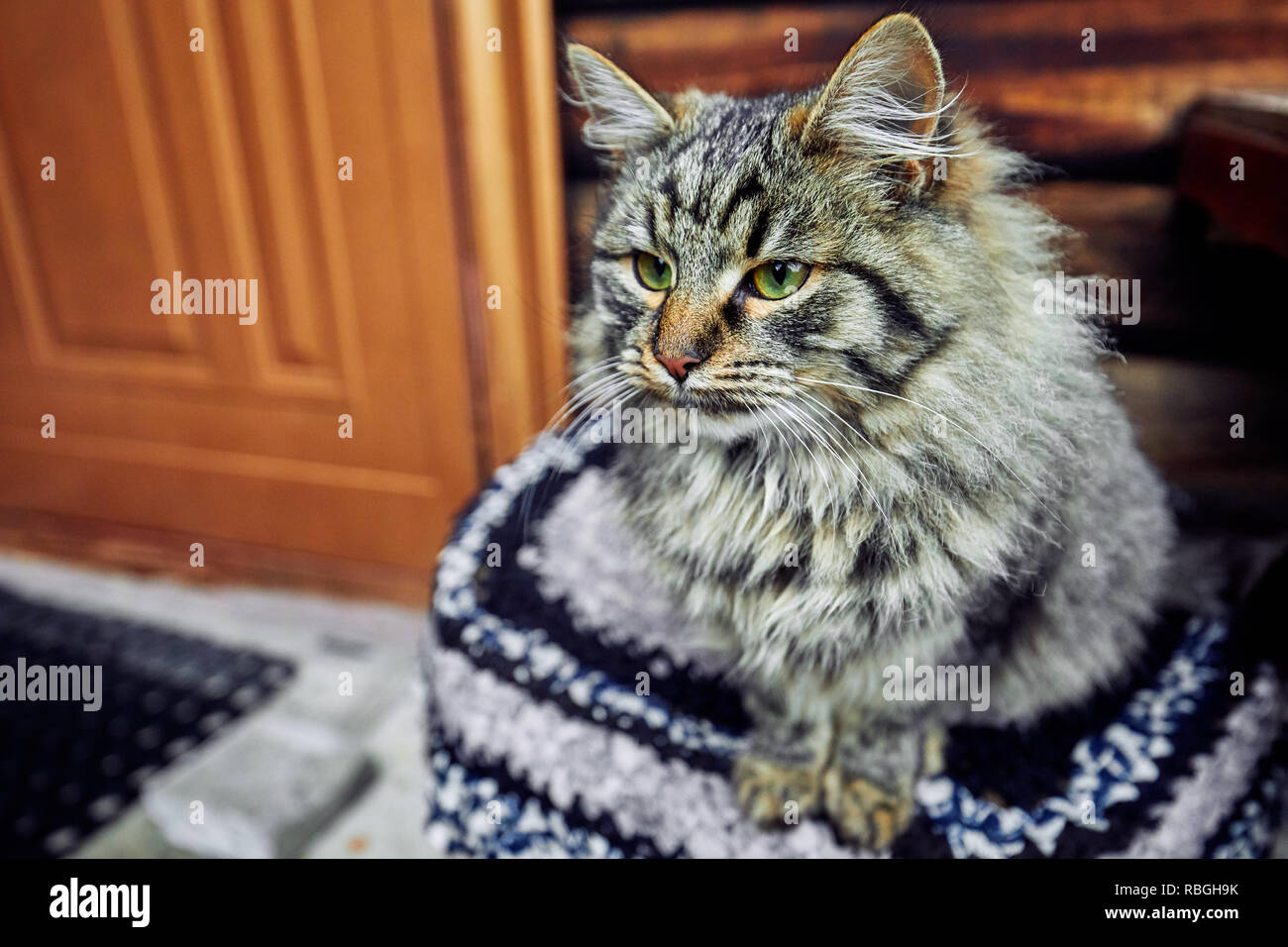 Haughty animal hi-res stock photography and images - Alamy